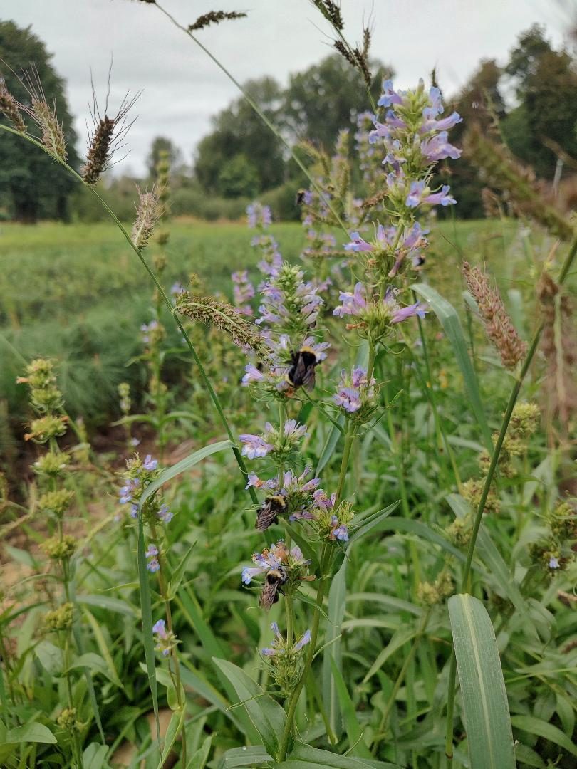 Notes from the Farm 14 August 2025 PENSTEMON HESPERIUS – Scholls Valley ...