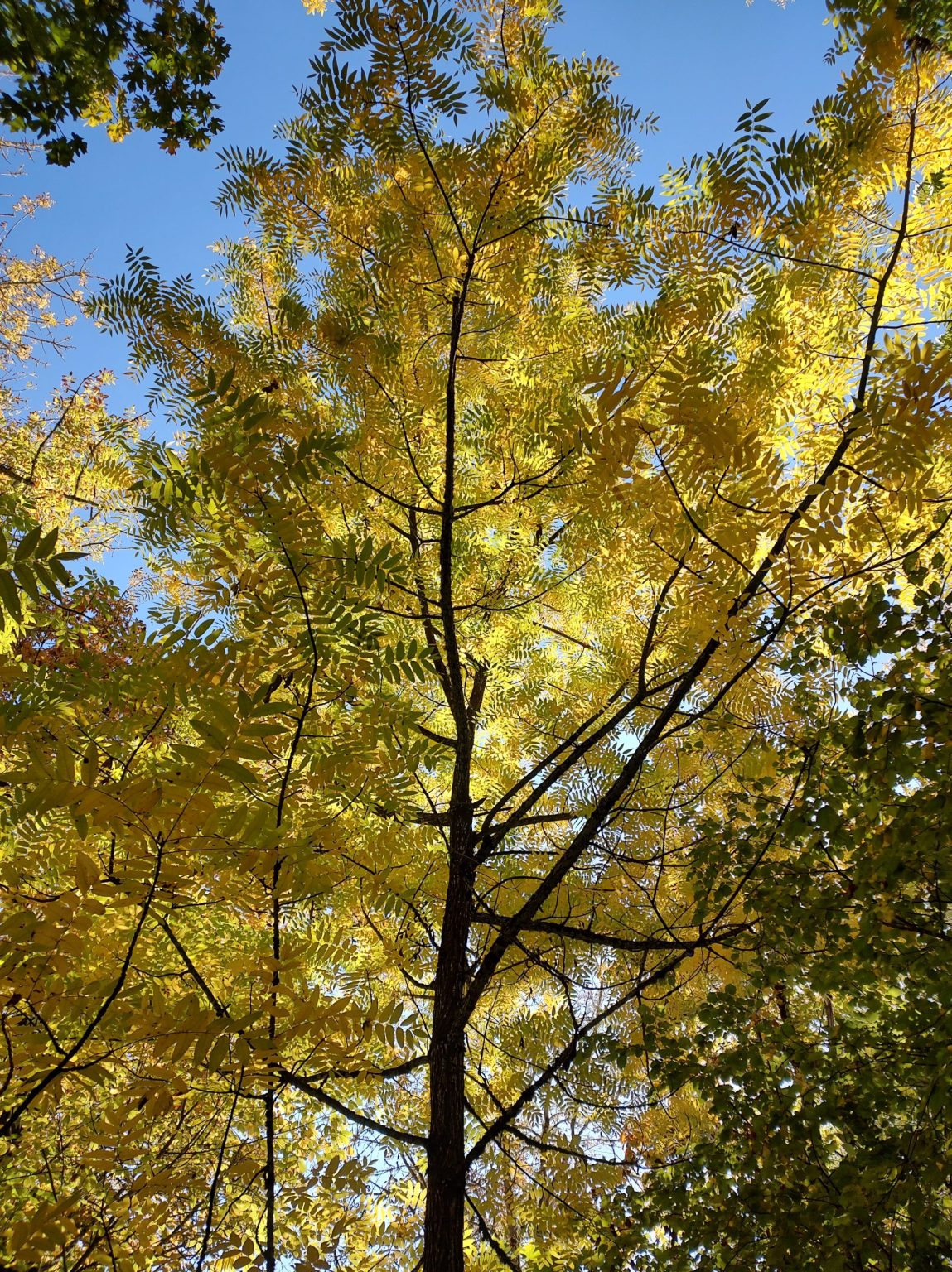 Notes from the Farm 21 October – The Oregon Walnut – Scholls Valley ...