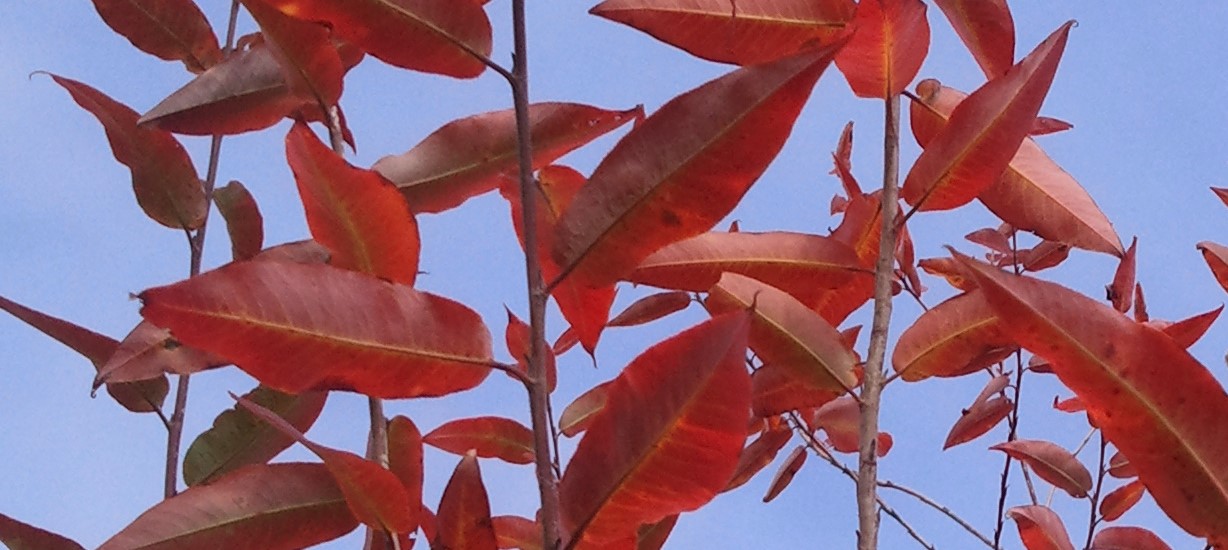 Notes from the Farm 18 December 2025 – MORE CLIMATE ADAPTED PLANTS ...
